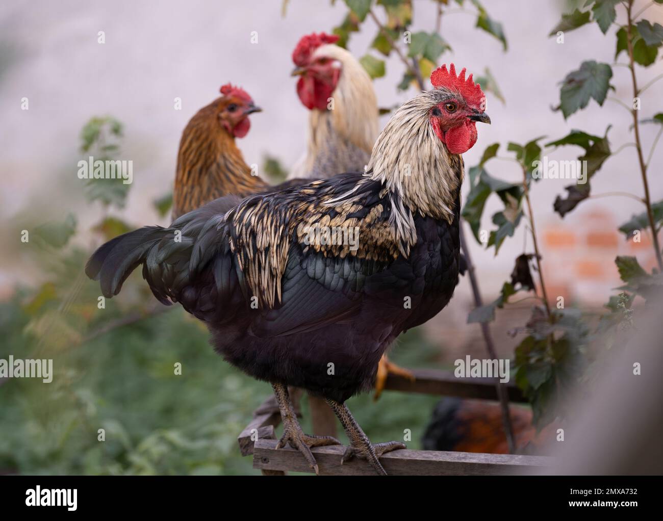 beautiful chickens and roosters outdoors in the yard Stock Photo - Alamy