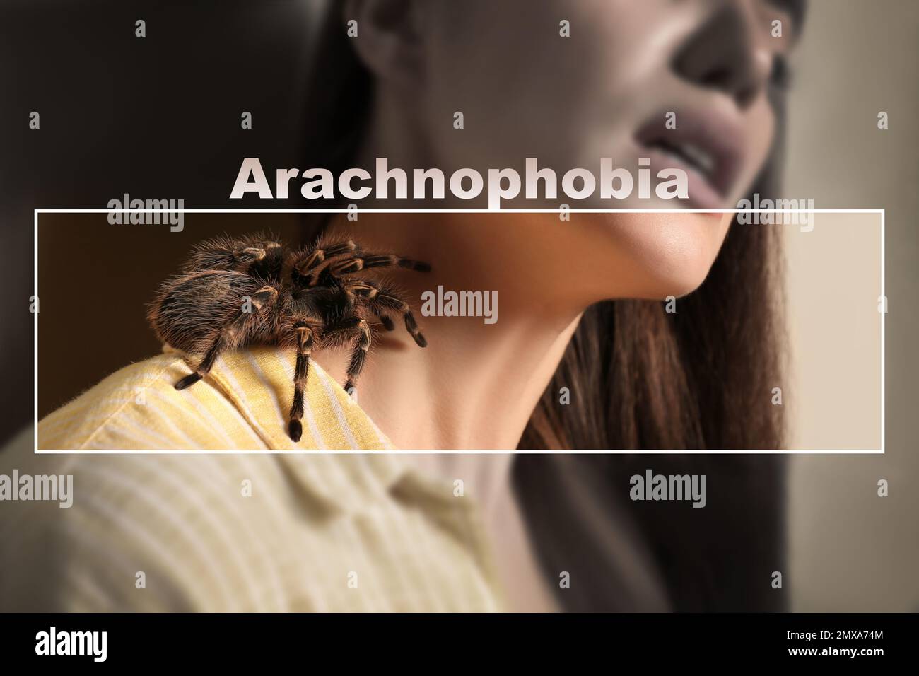 Therapy for fear spider hi-res stock photography and images - Alamy