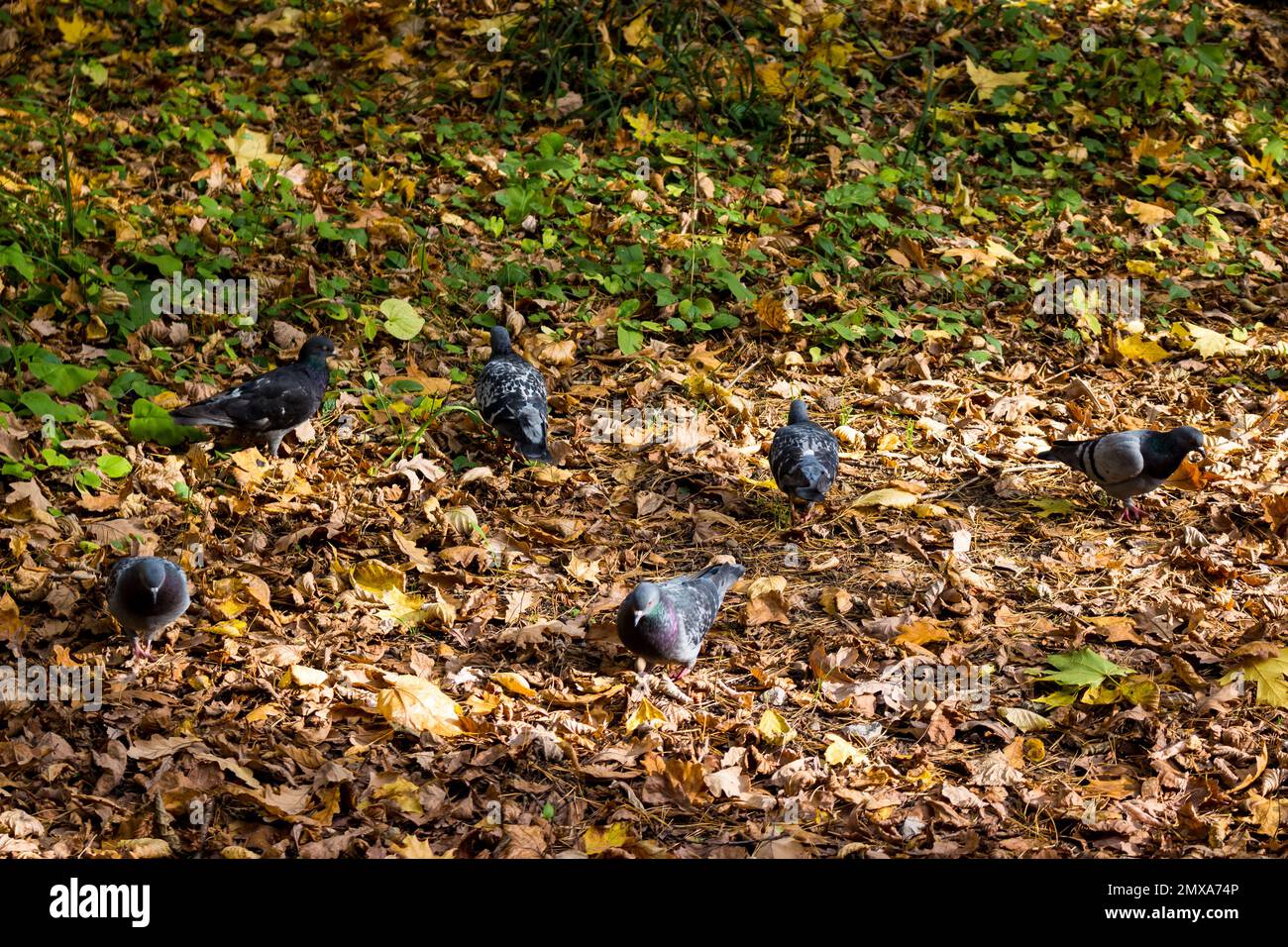 Flock pigeons walks in park hi-res stock photography and images - Alamy