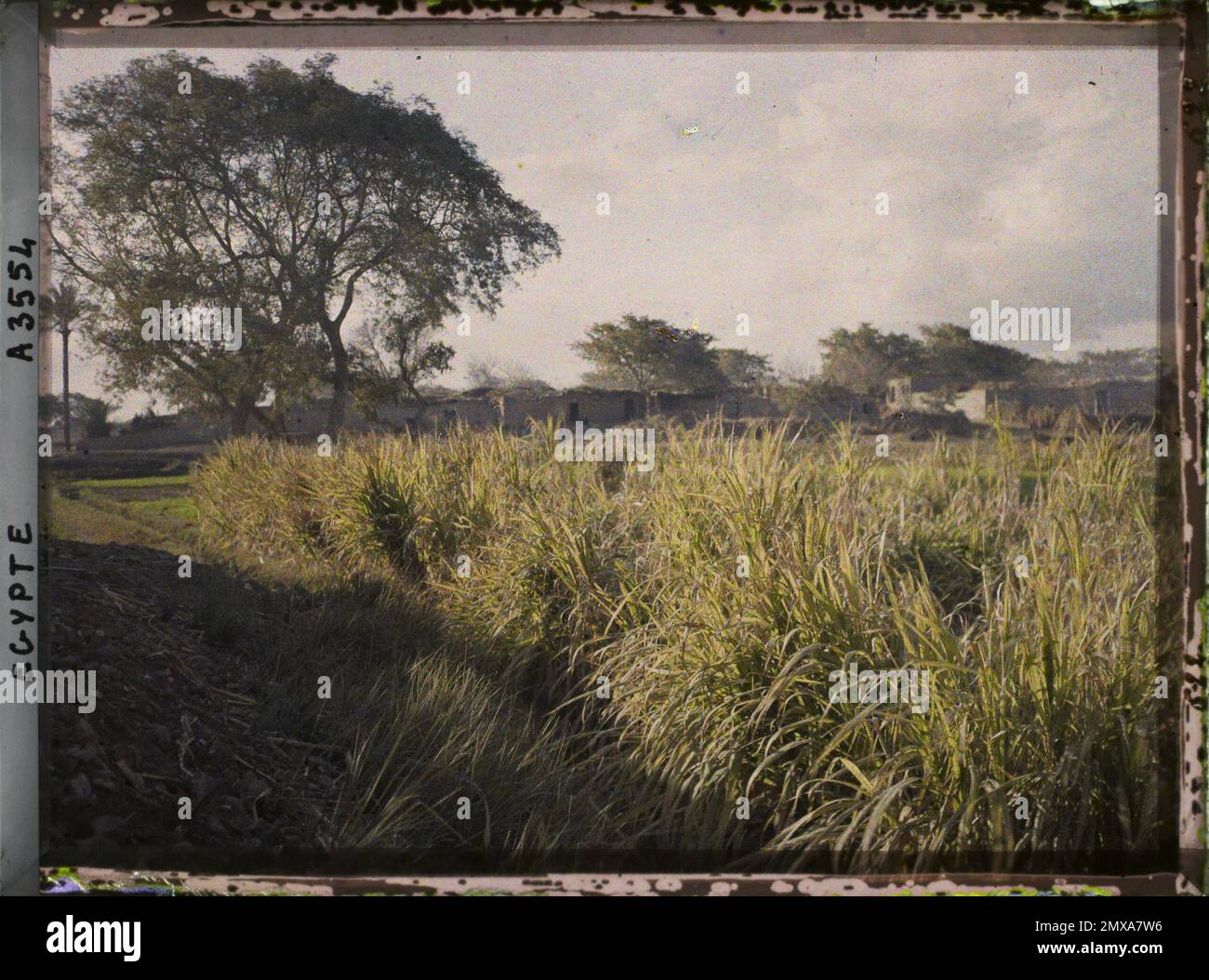 Surroundings of Cairo, Egypt, Africa sugar cane field near the village ...