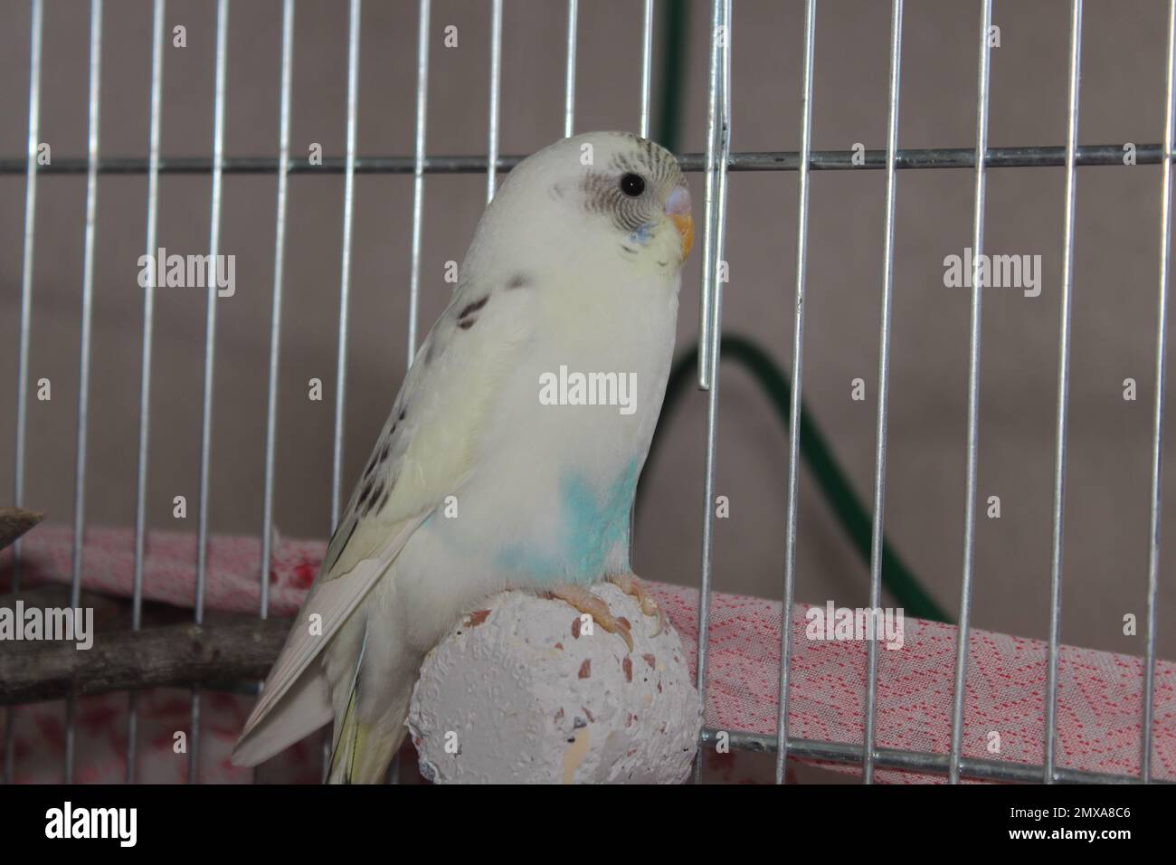 Female Blue Parakeet