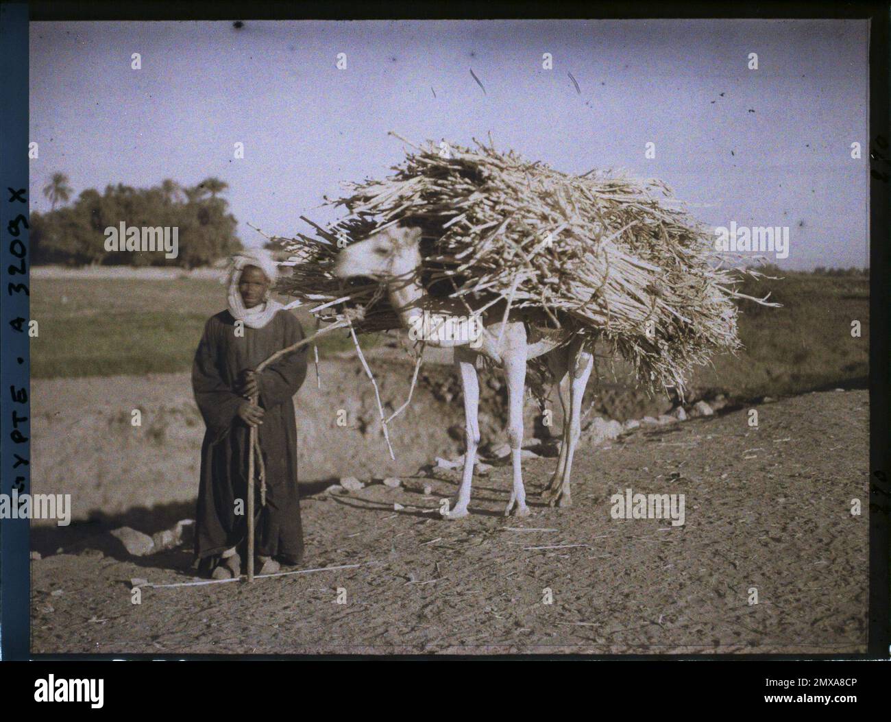 Louqsor, Egypt, Africa Corn Merchant and his camel , 1914 - Egypt ...