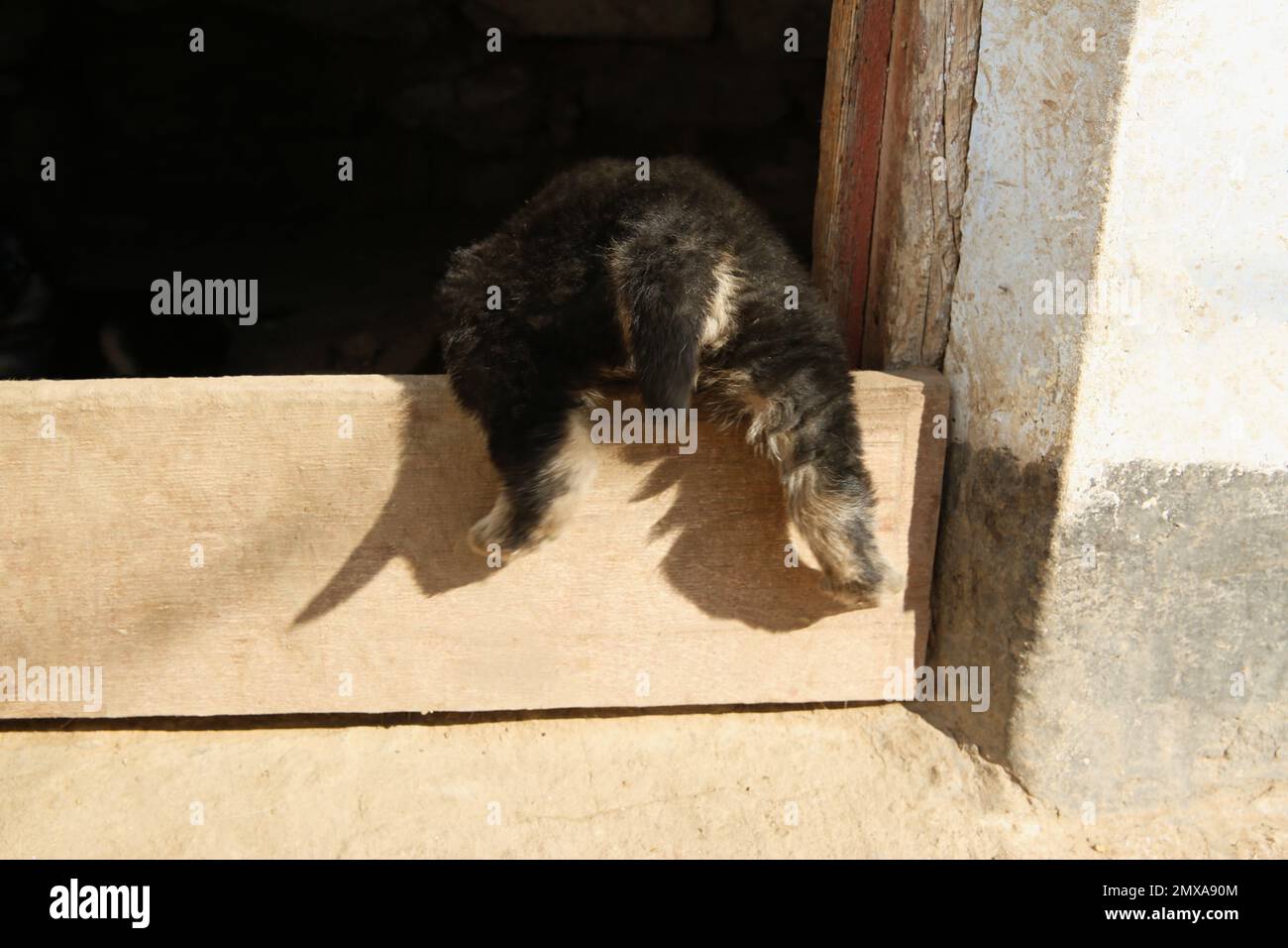 Black stray puppy crawling into kennel. Baby animal Stock Photo - Alamy