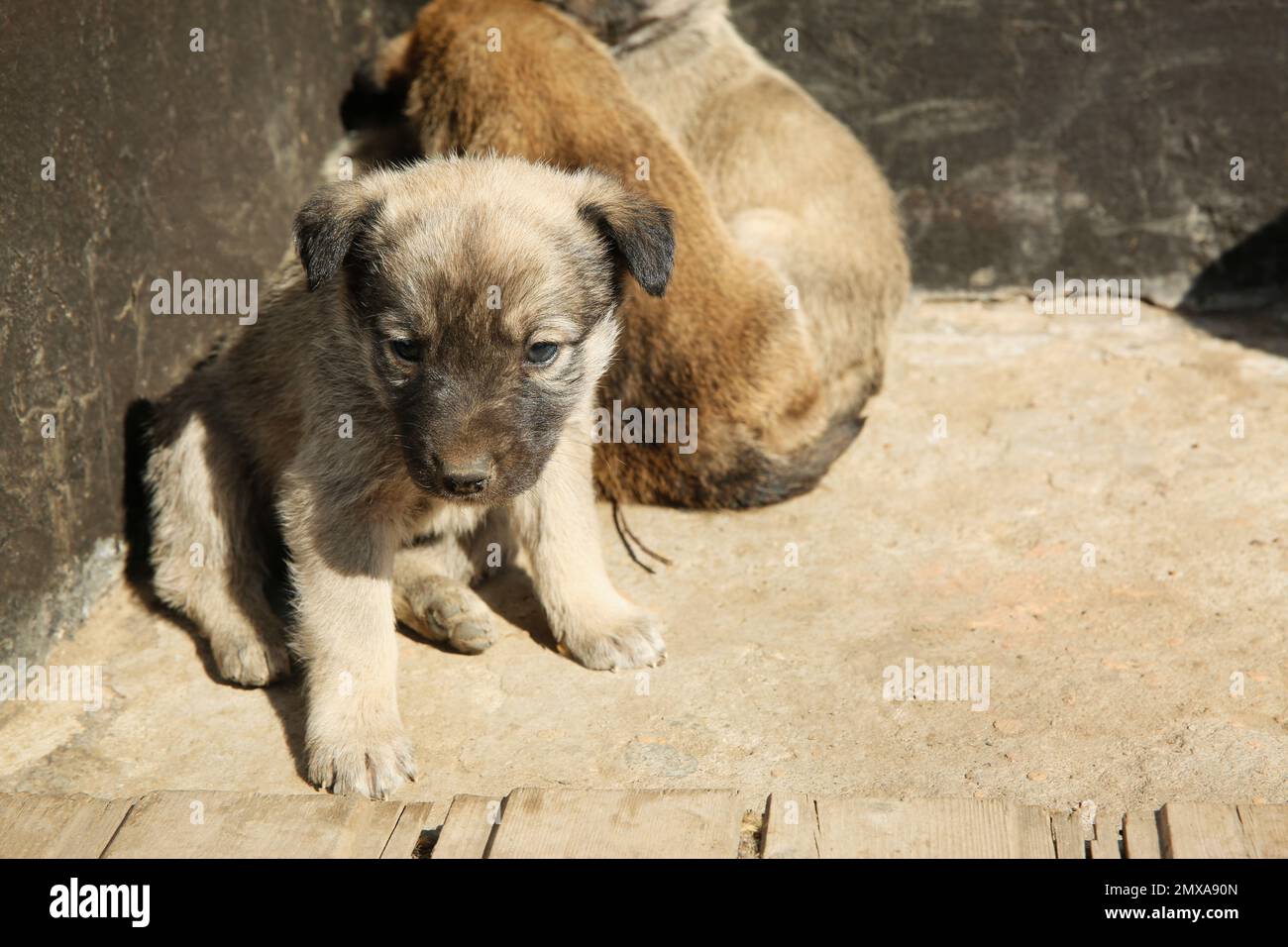 Stray puppies hi-res stock photography and images - Alamy