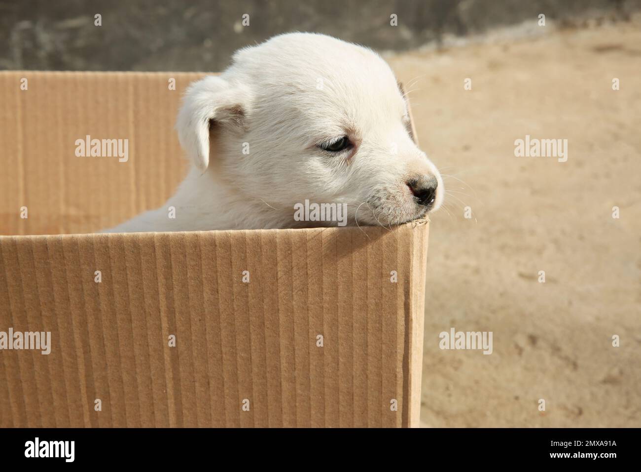 Stray puppy in cardboard box outdoors. Baby animal Stock Photo - Alamy