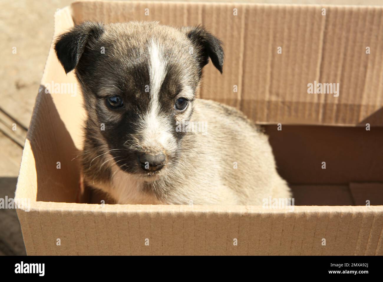 Stray puppy in cardboard box outdoors. Baby animal Stock Photo - Alamy