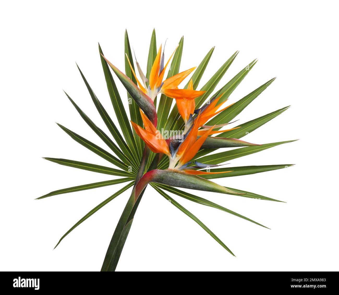 Bird of Paradise tropical flower isolated on white Stock Photo - Alamy
