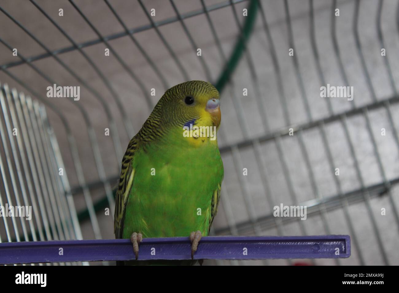 Cute young happy green yellow factor budgie parakeet perched in cage ...