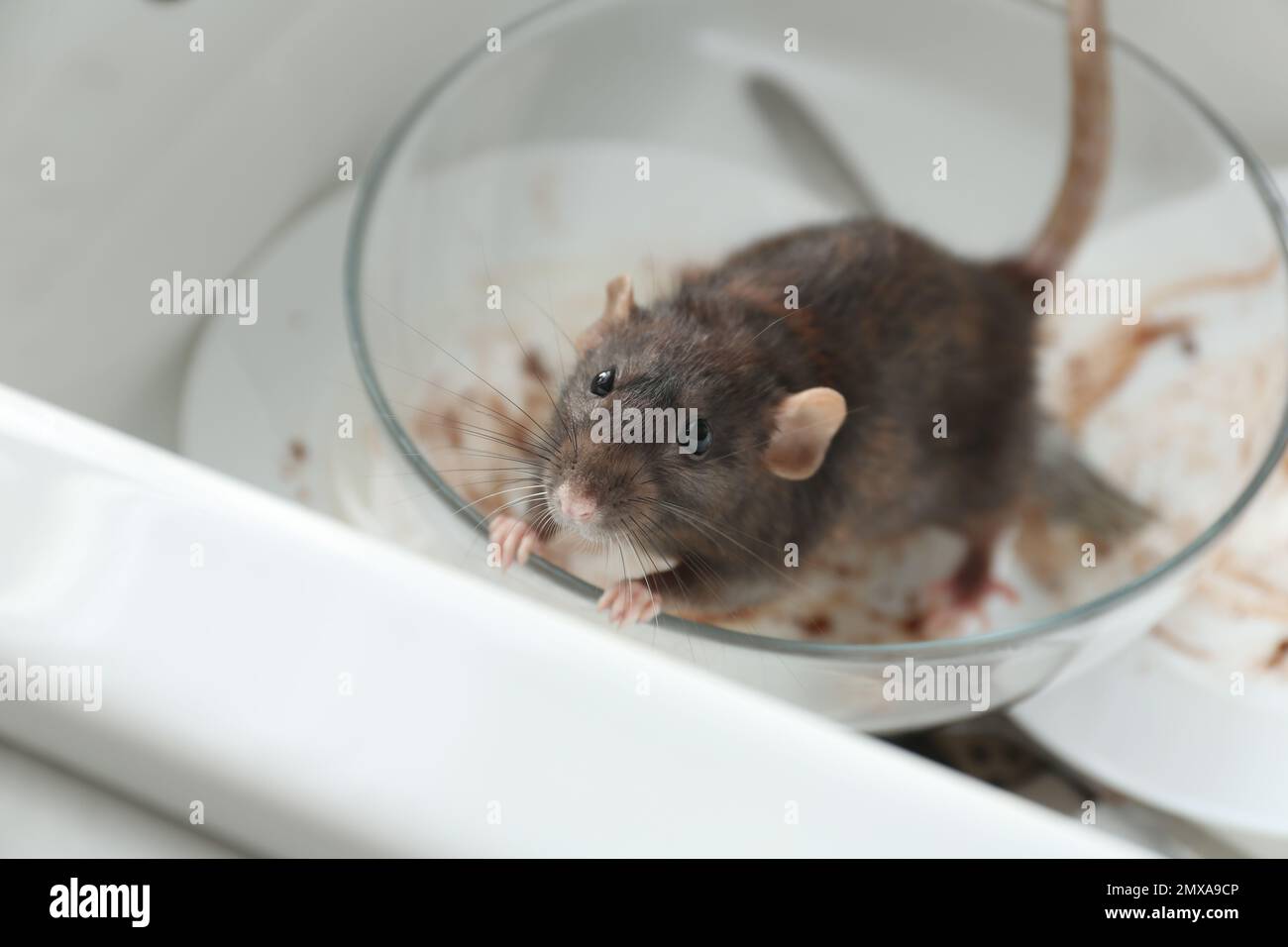 Rat and dirty dishes in kitchen sink. Pest control Stock Photo - Alamy