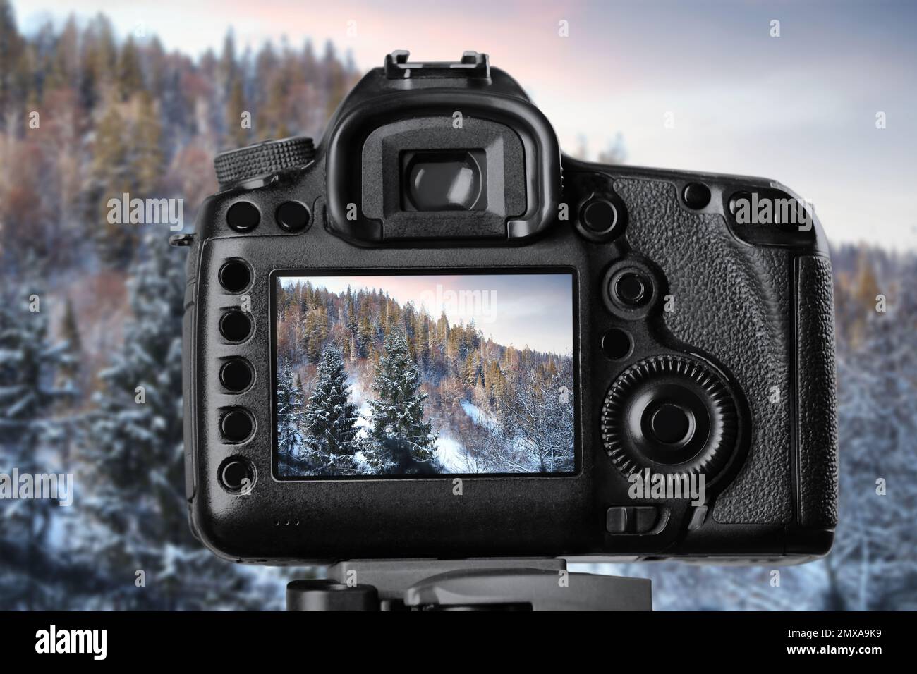 Recording beautiful view of snowy forest on professional video camera ...