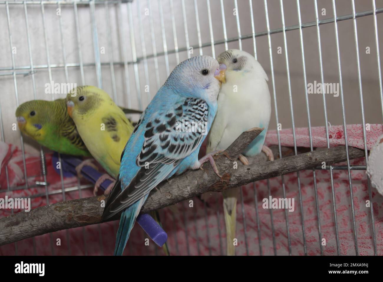 Cute colorful budgies in cage, parakeet birds with love Stock Photo - Alamy