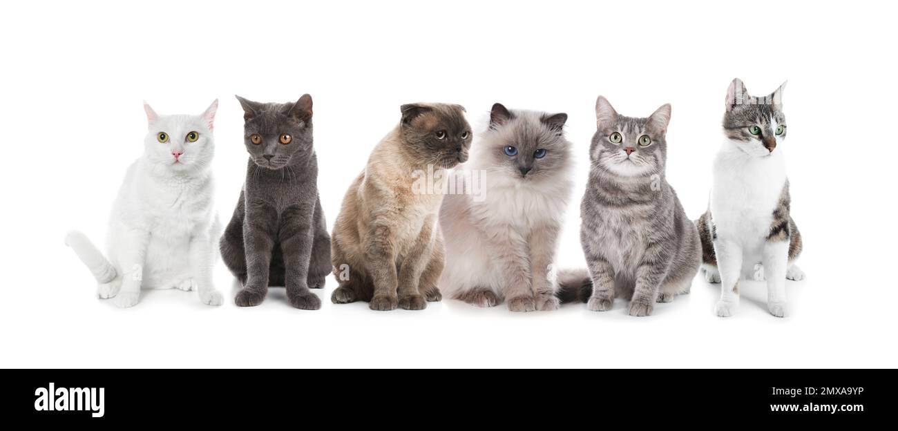 Adorable cats on white background. Banner design Stock Photo - Alamy