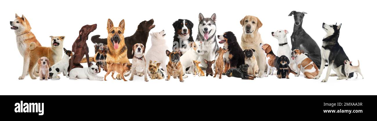 Collage with different dogs on white background. Banner design Stock ...