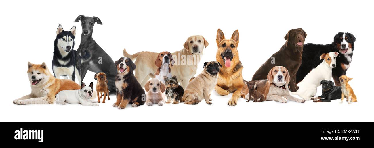 Collage with different dogs on white background. Banner design Stock ...