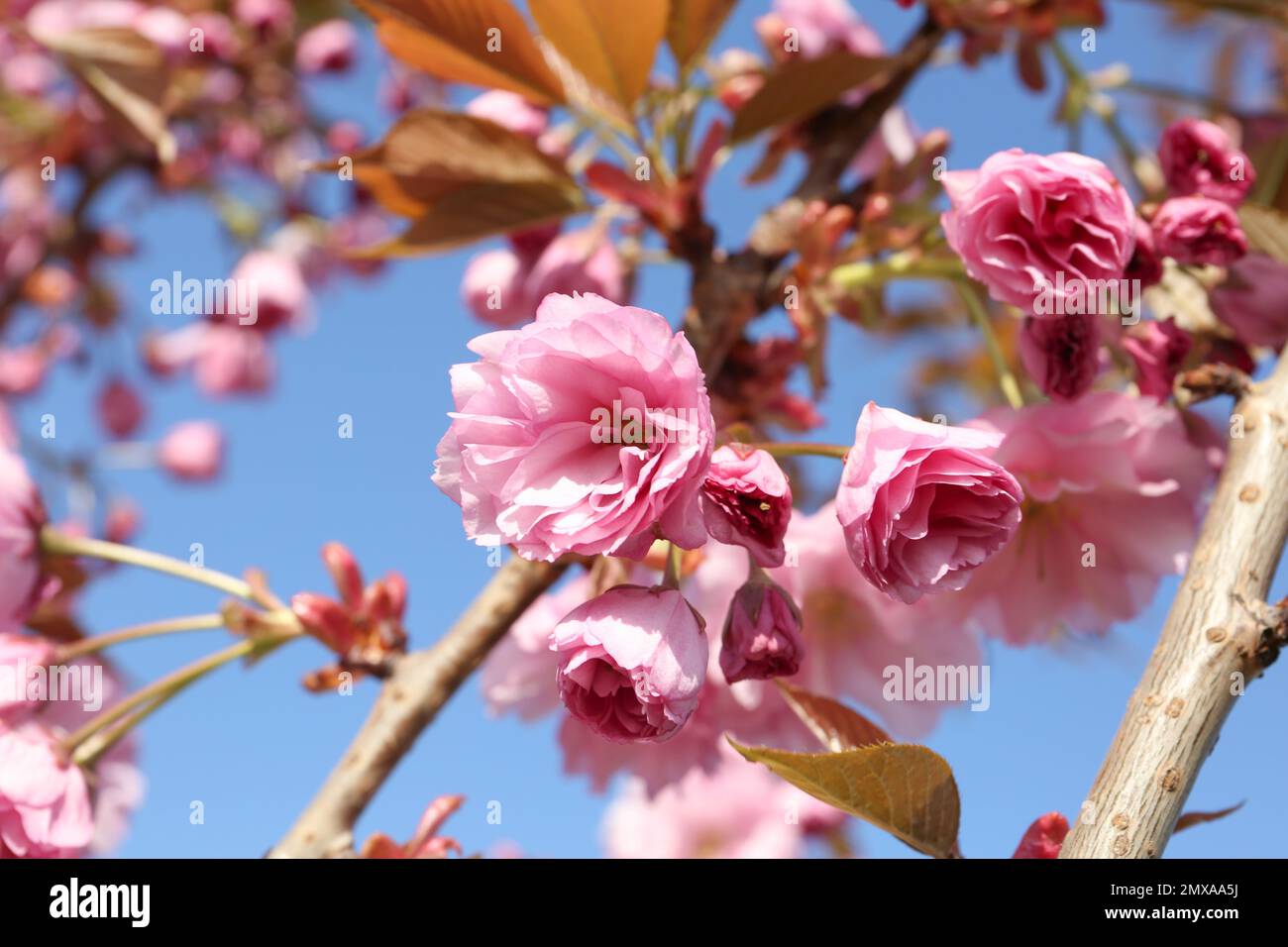 Closeup view of sakura tree with beautiful blossom outdoors. Japanese ...