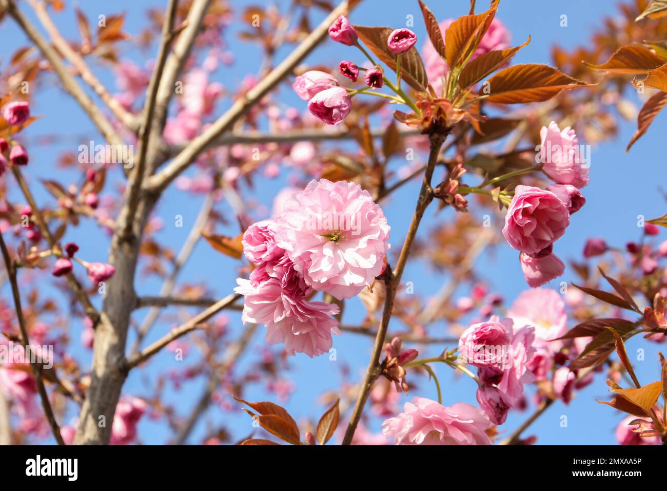 Closeup view of sakura tree with beautiful blossom outdoors. Japanese ...