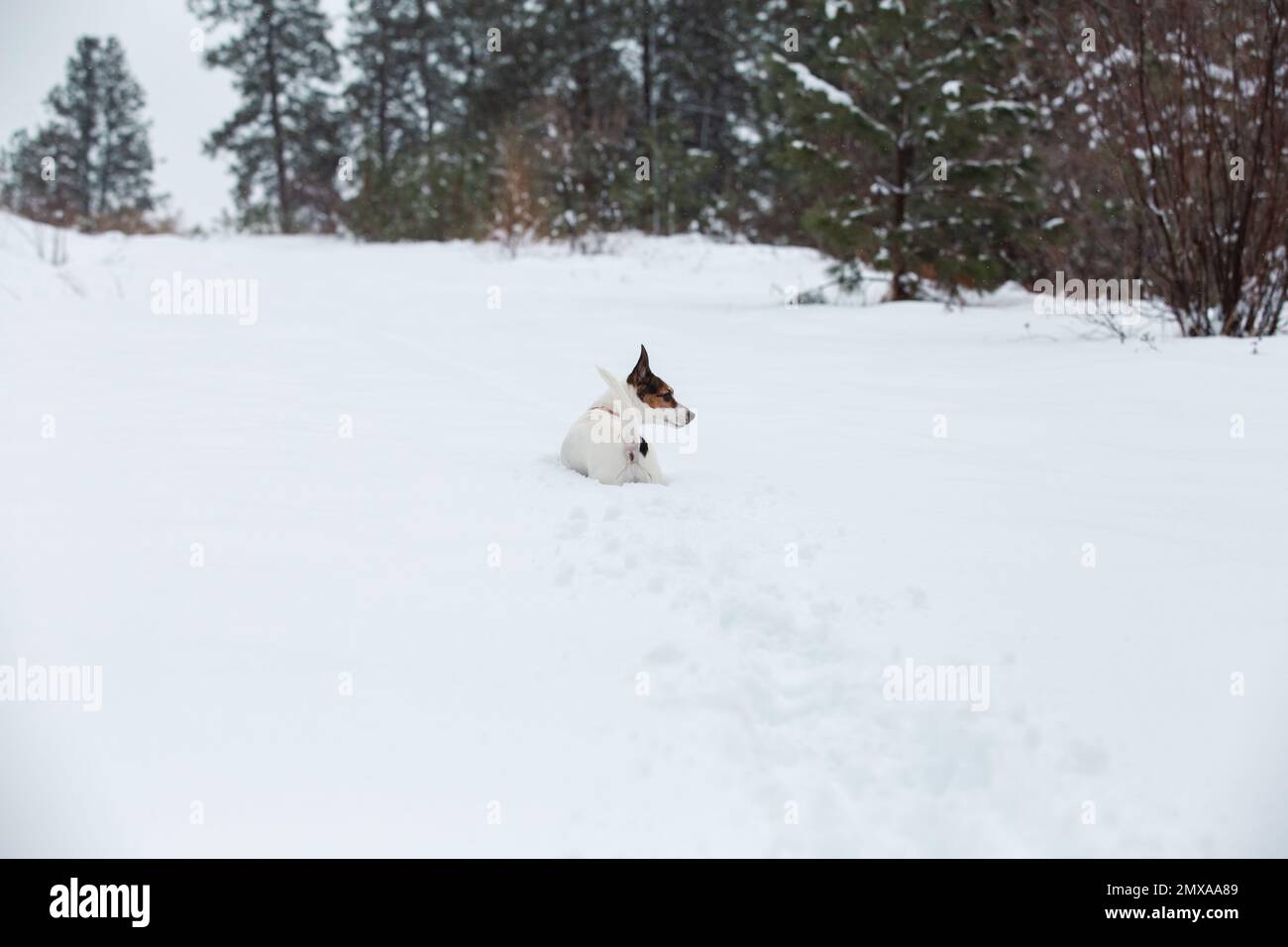 Jack Russell Terrier dog in snow Stock Photo - Alamy