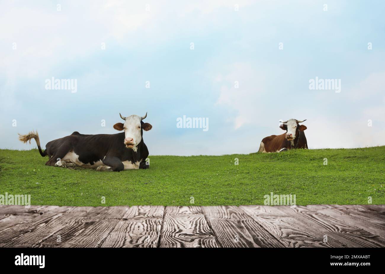 Empty wooden table and beautiful cows resting in field on background ...