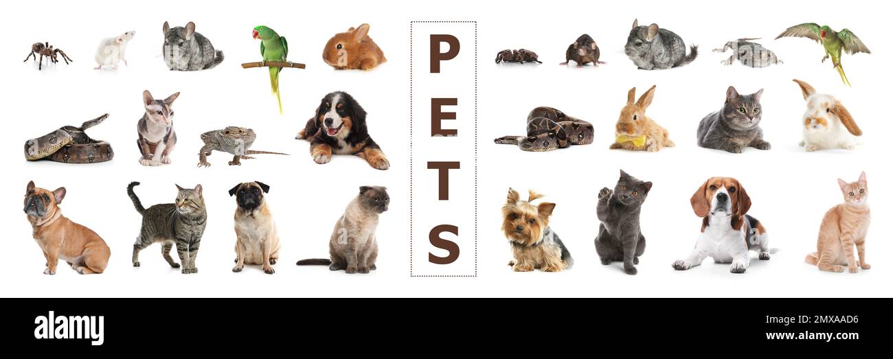 Set of different pets on white background. Banner design Stock Photo ...