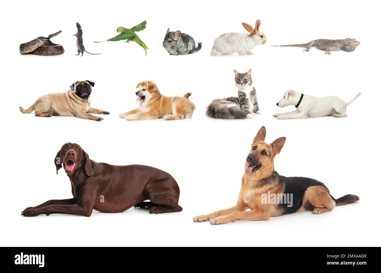 Set of different pets on white background Stock Photo - Alamy
