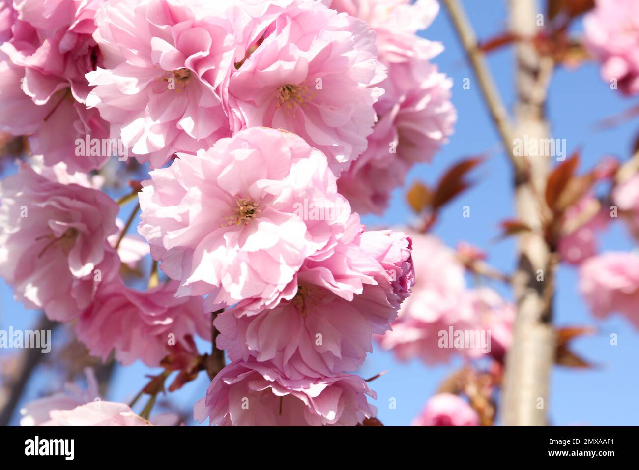 Closeup view of sakura tree with beautiful blossom outdoors. Japanese ...