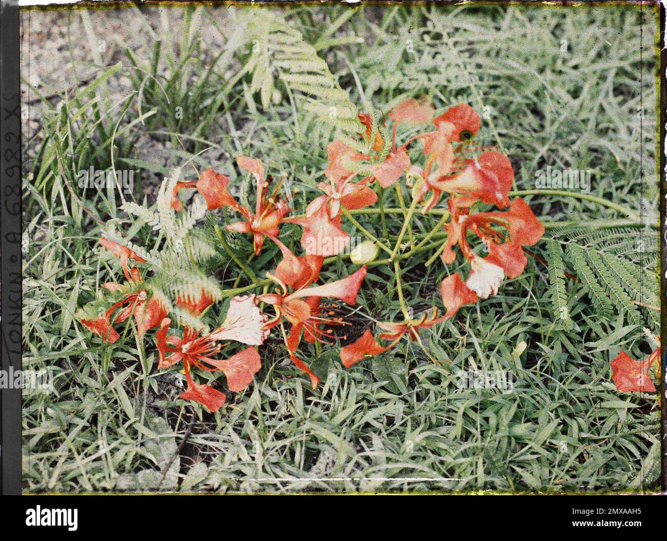 Labeled Flamboyant Flower