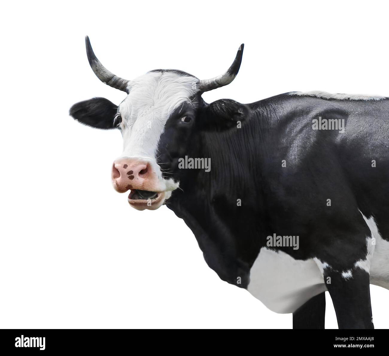 Beautiful cow on white background. Animal husbandry Stock Photo - Alamy