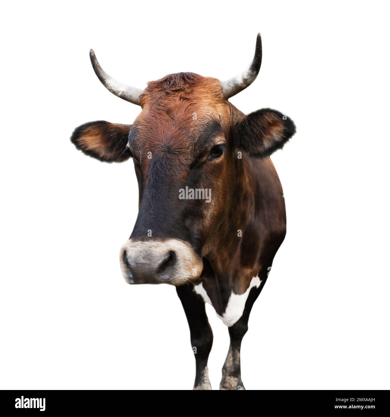 Beautiful brown cow on white background. Animal husbandry Stock Photo ...