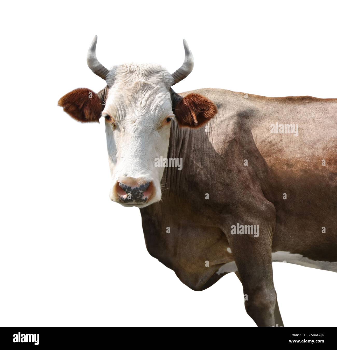 Beautiful cow on white background. Animal husbandry Stock Photo - Alamy