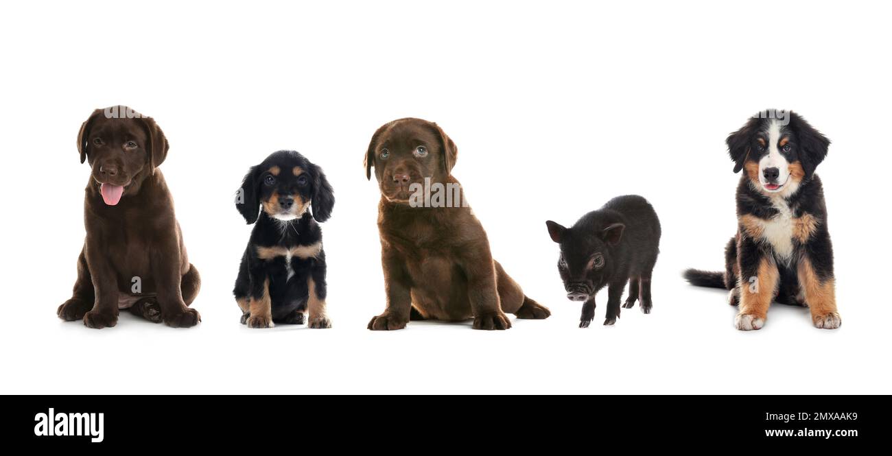 Collage with different adorable baby animals on white background ...