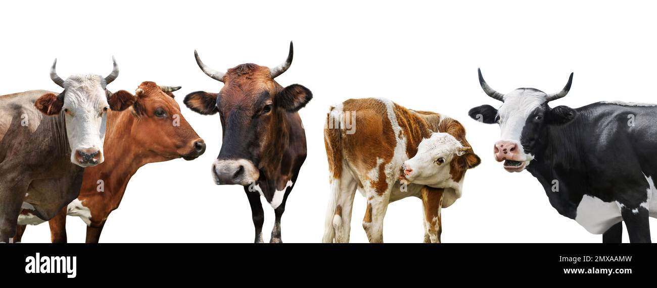 Collage of cows on white background, banner design. Animal husbandry ...