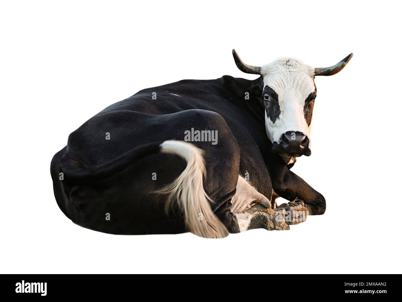 Beautiful cow on white background. Animal husbandry Stock Photo - Alamy