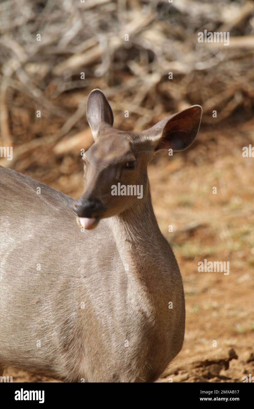 Spotted Deer, Barking Deer and Sambar Deer in the Wild. Visit Sri Lanka ...
