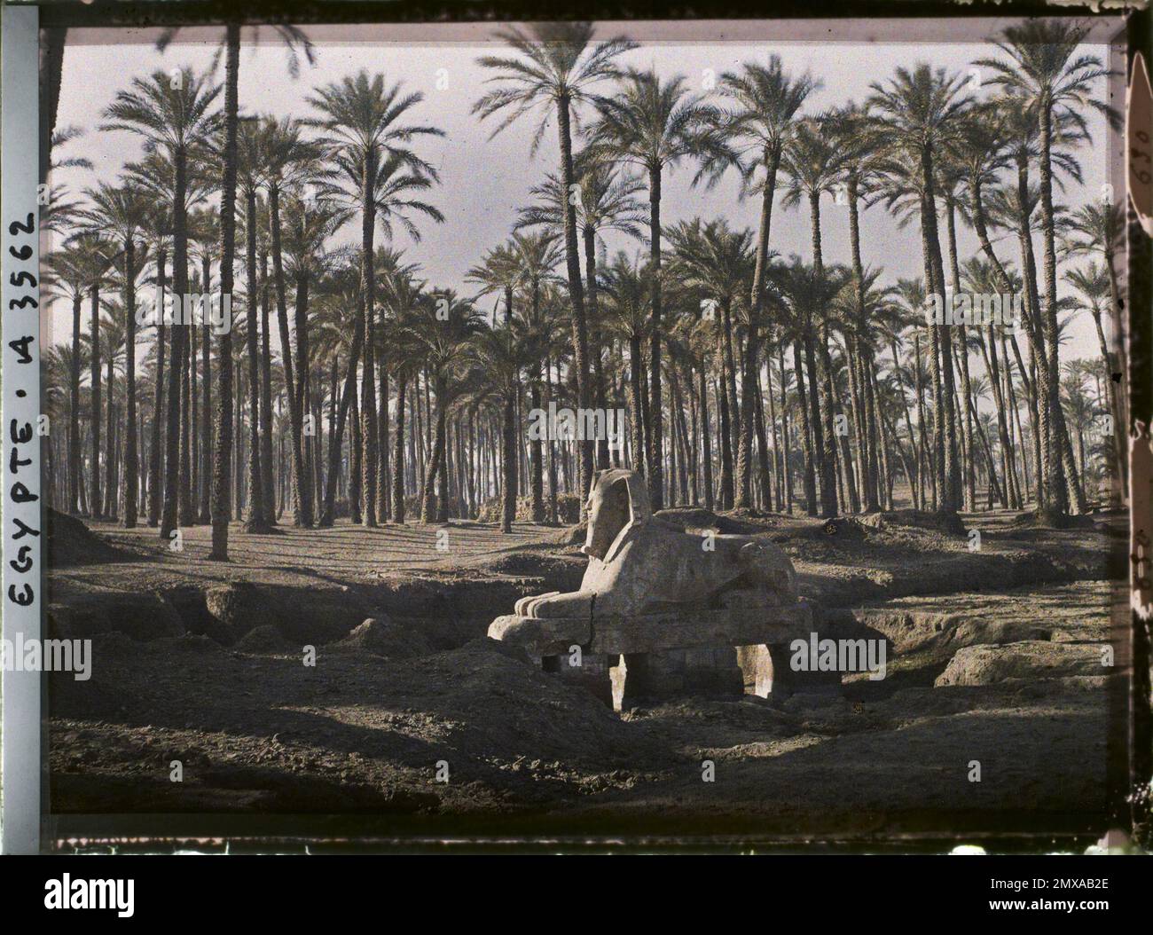 SAQQARAH, Egypt, Africa Sphinx of Alabaster of Memphis in the middle of ...