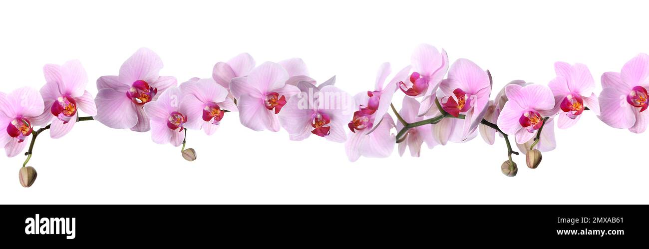 Branch of beautiful orchid on white background. Banner design Stock ...