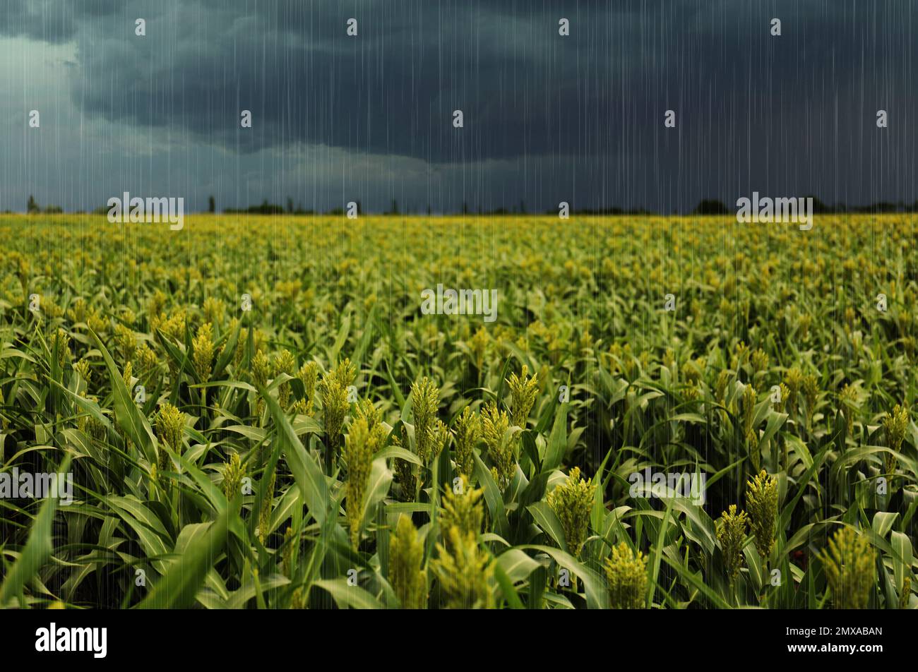 Heavy rain over green corn plants in field on grey day Stock Photo - Alamy
