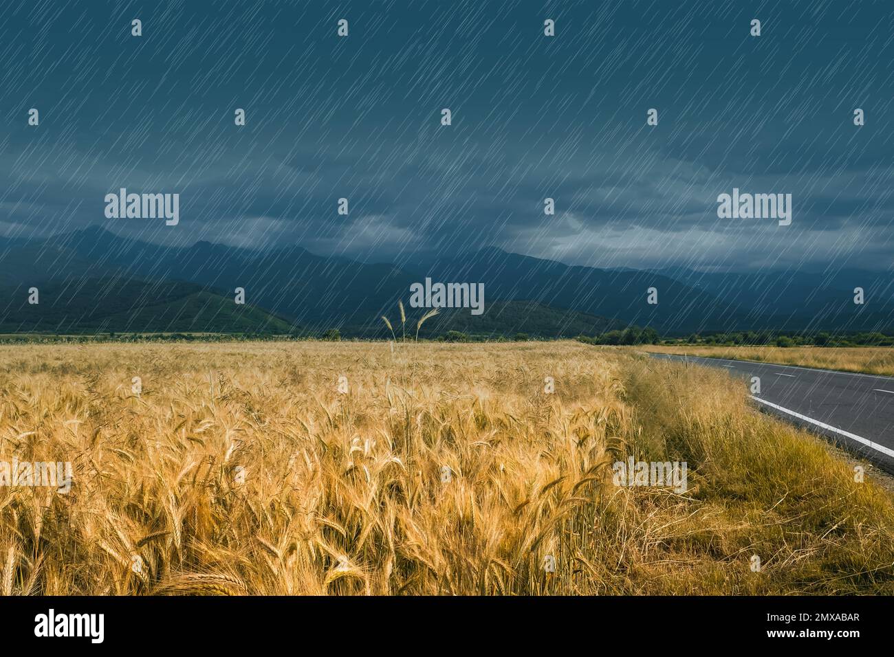 Heavy rain over wheat field on grey day Stock Photo - Alamy