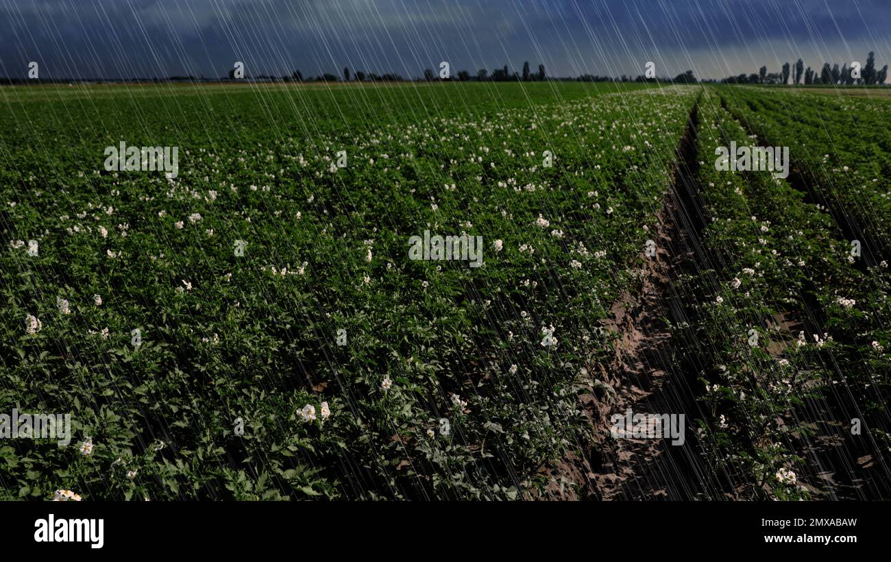 Heavy rain over field with blooming potato bushes on grey day Stock ...