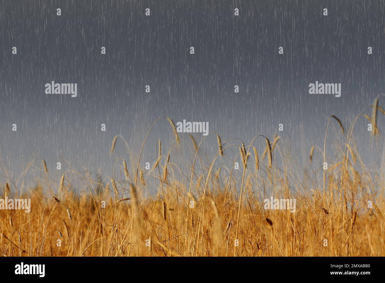 Lightning over wheat field hi-res stock photography and images - Alamy