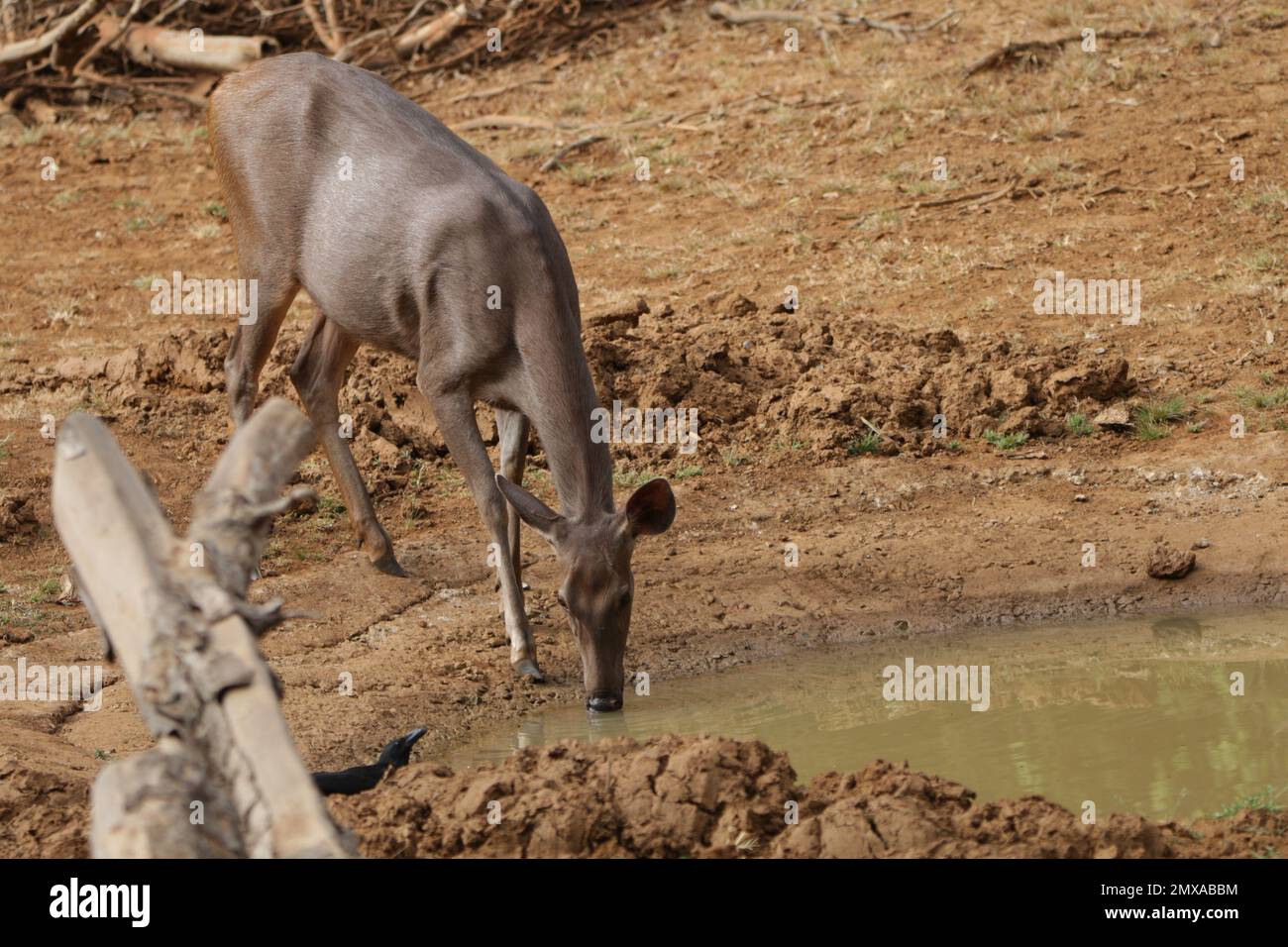 Spotted Deer, Barking Deer and Sambar Deer in the Wild. Visit Sri Lanka ...