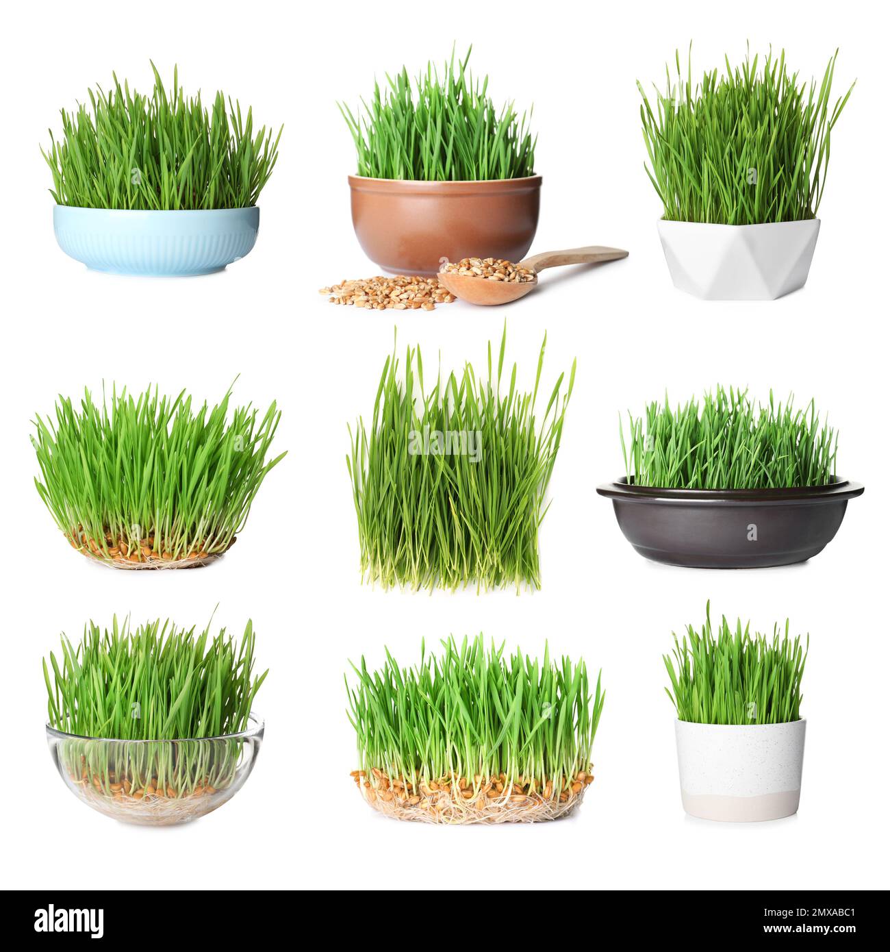 Fresh wheat grass hi-res stock photography and images - Alamy