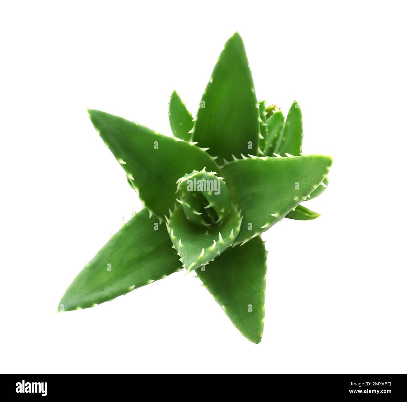 Beautiful succulent on white background, top view Stock Photo - Alamy