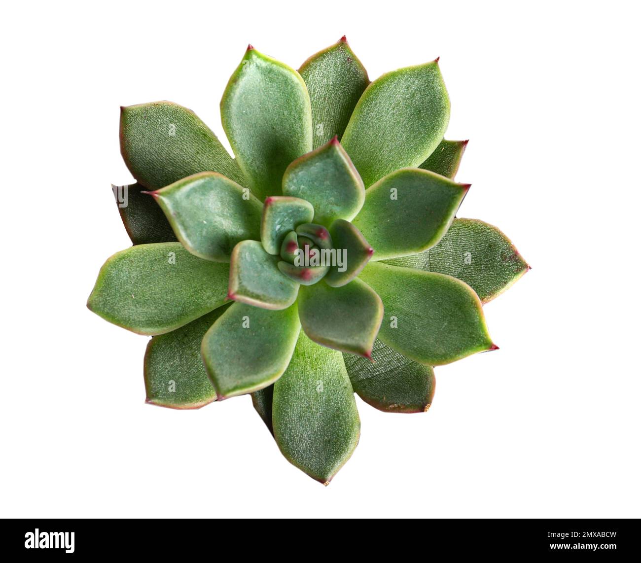 Beautiful succulent on white background, top view Stock Photo - Alamy