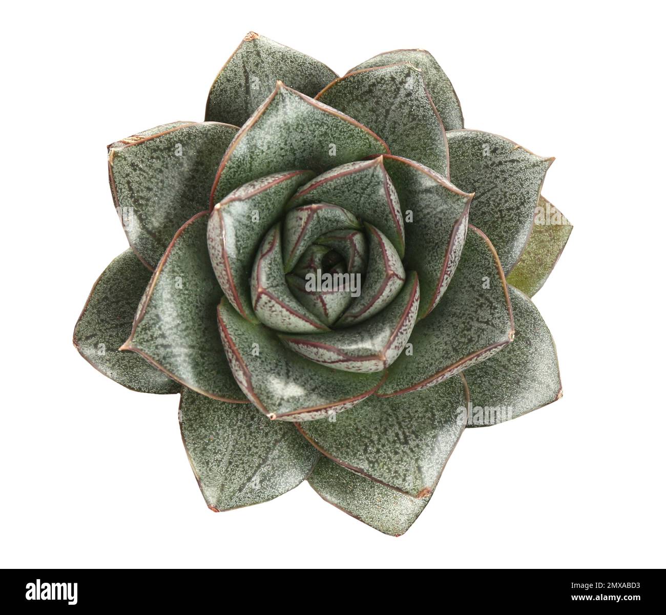 Beautiful succulent on white background, top view Stock Photo - Alamy