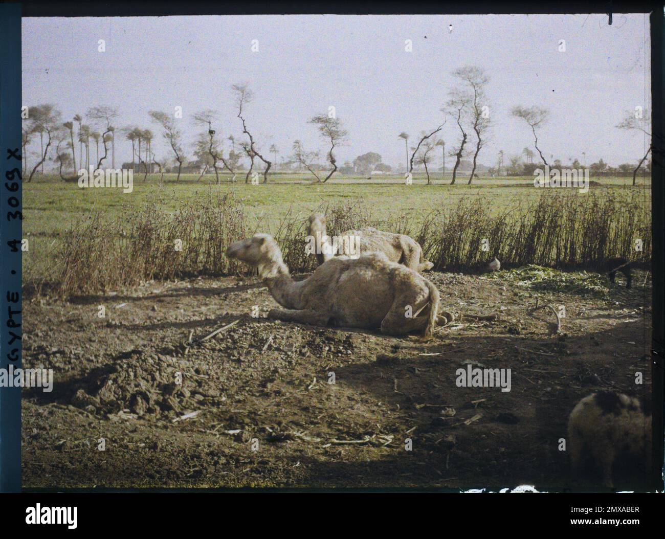 Cairo, Egypt, camel Africa at rest , 1914 - Egypt - Auguste Léon ...