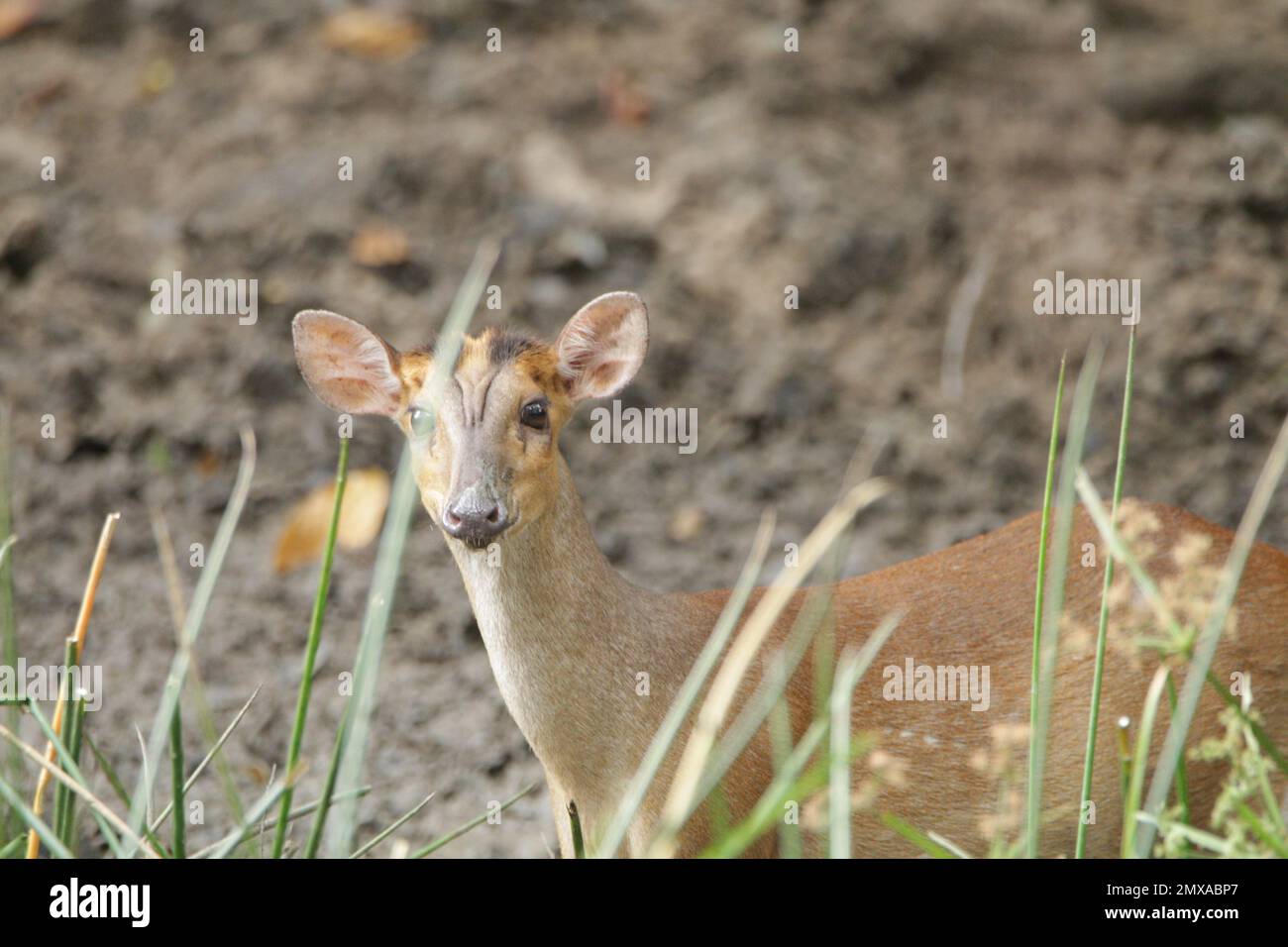 Spotted Deer, Barking Deer and Sambar Deer in the Wild. Visit Sri Lanka ...