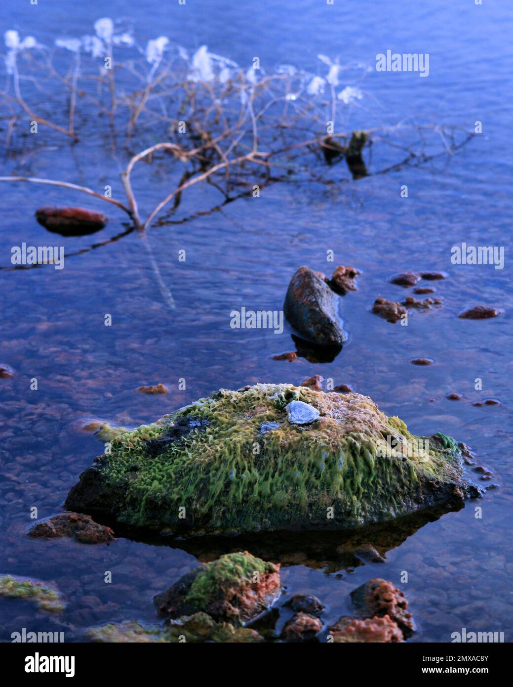 moss on rocks in hot spring closeup Stock Photo - Alamy