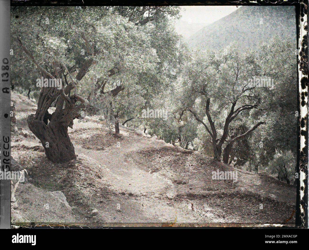 Surroundings of Delphi, Greece terraces with freshly watered olive ...