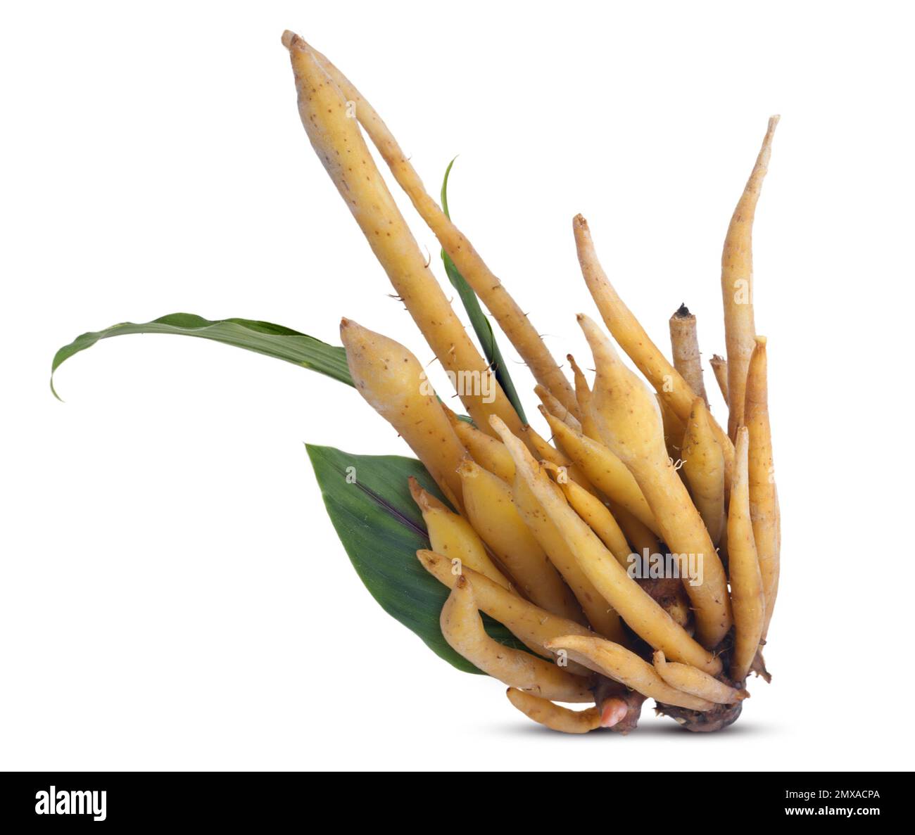 Finger Root or Chinese Ginger isoled on white background Stock Photo ...