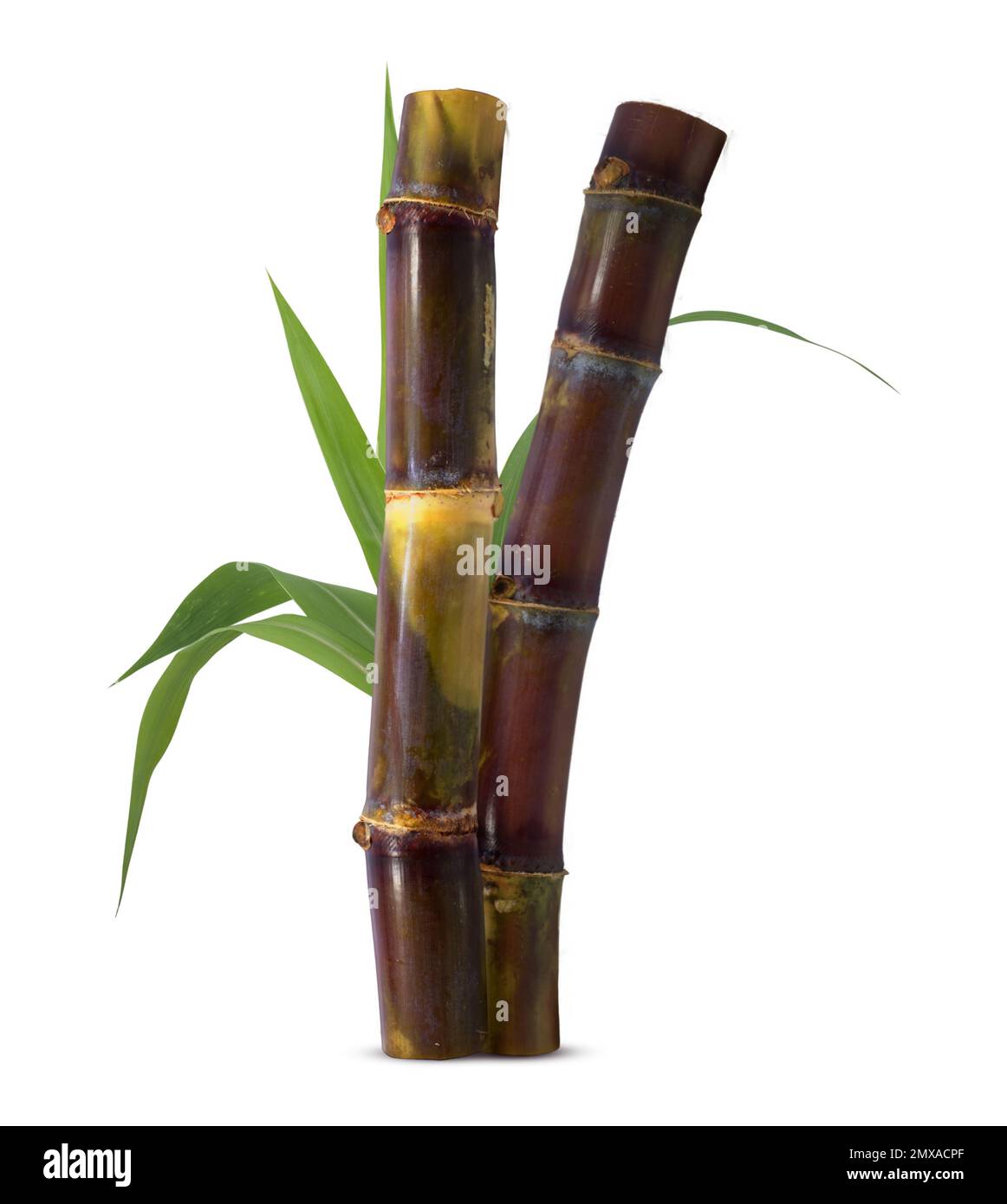 Sugarcane isolated on white background Stock Photo - Alamy
